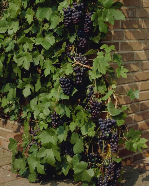 Weinrebe Vitis Vinifera Gestäbt 80-100 Topf | Heijnen Pflanzen