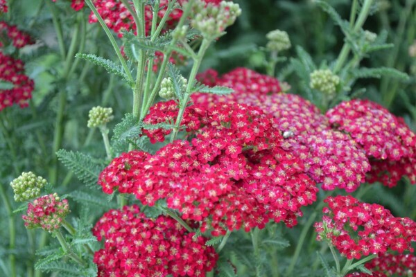 Achillea millefolium 'Red Velvet' (Schafgarbe) kaufen P9 | Heijnen Pflanzen