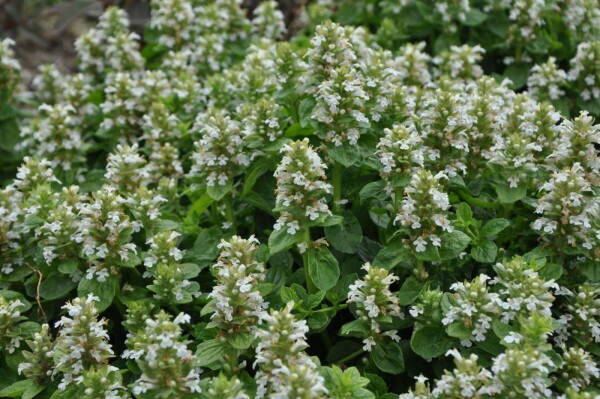 Ajuga reptans 'Alba' (Weißblühender Günsel) kaufen P9 | Heijnen Pflanzen