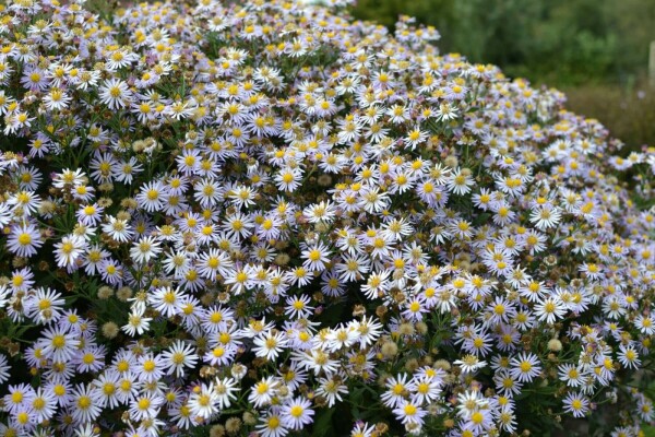 Aster ageratoides 'Asran' (Wild-Aster 'Asran') kaufen P9 | Heijnen Pflanzen
