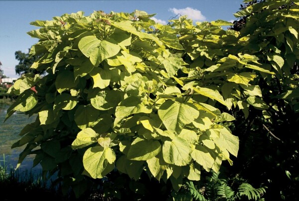 Gold-Trompetenbaum Catalpa bignonioides 'Aurea' Topf | Heijnen Pflanzen