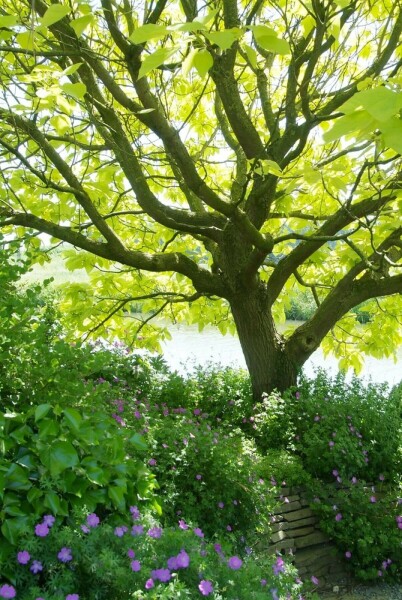 Gold-Trompetenbaum Catalpa bignonioides 'Aurea' Topf | Heijnen Pflanzen