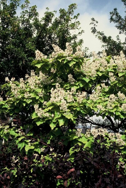 Gold-Trompetenbaum Catalpa bignonioides 'Aurea' Topf | Heijnen Pflanzen