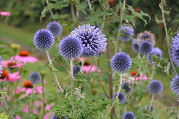 Echinops ritro (Kugeldistel) kaufen P9 | Heijnen Pflanzen