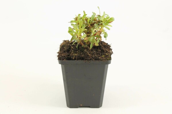 Gaura lin. 'Whirling Butterflies' (Prachtkerze) kaufen P9 | Heijnen ...