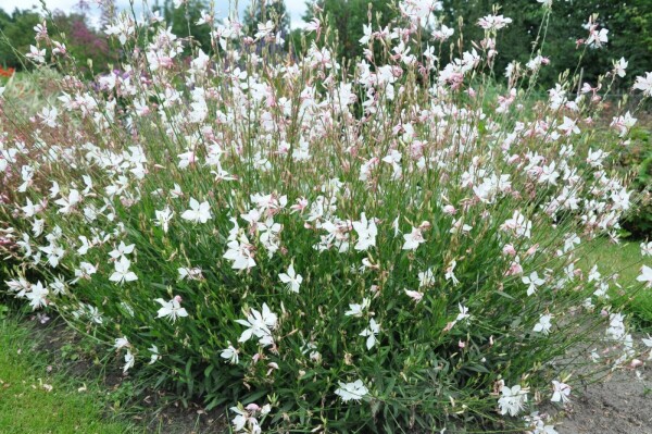 Gaura lin. 'Whirling Butterflies' (Prachtkerze) kaufen P9 | Heijnen ...