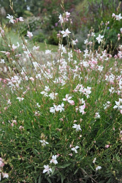 Gaura lin. 'Whirling Butterflies' (Prachtkerze) kaufen P9 | Heijnen ...