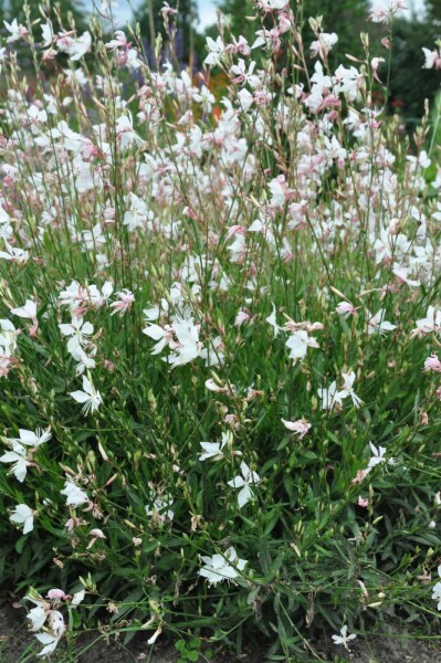 Gaura lin. 'Whirling Butterflies' (Prachtkerze) kaufen P9 | Heijnen ...
