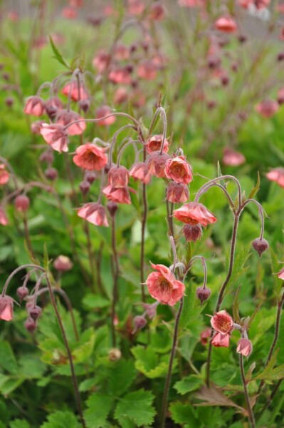 Geum rivale 'Leonard's Variety' (Bach-Nelkenwurz) kaufen P9 | Heijnen ...