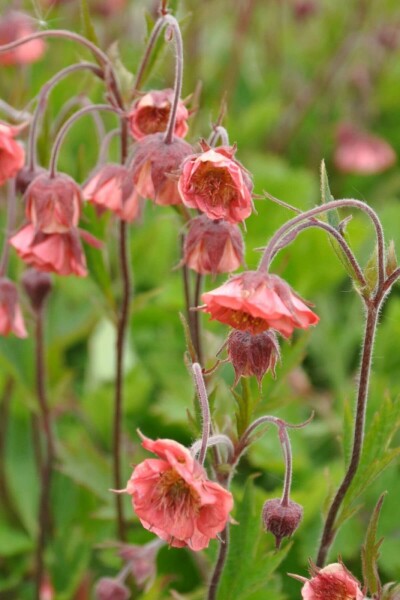 Geum rivale 'Leonard's Variety' (Bach-Nelkenwurz) kaufen P9 | Heijnen ...