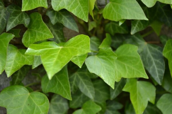 Hedera helix (Gemeiner Efeu) kaufen P9 | Heijnen Pflanzen
