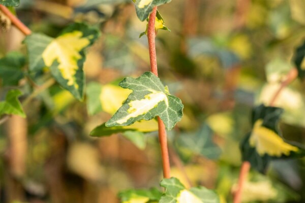 Hedera helix 'Goldheart' (Efeu 'Goldheart') kaufen P9 | Heijnen Pflanzen