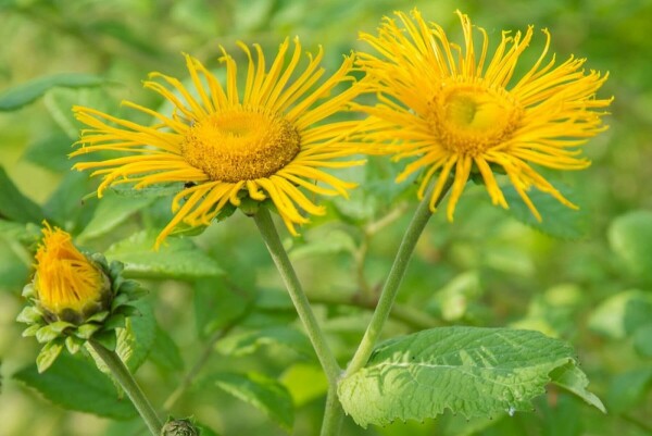 Inula ensifolia (Zwerg-Alant) kaufen P9 | Heijnen Pflanzen