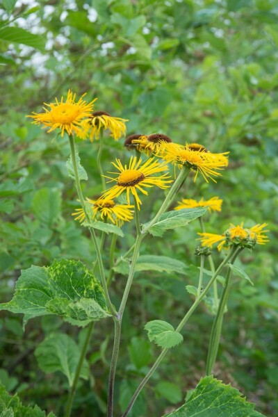 Inula ensifolia (Zwerg-Alant) kaufen P9 | Heijnen Pflanzen