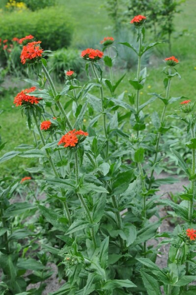 Lychnis chalcedonica (Brennende Liebe) kaufen P9 | Heijnen Pflanzen