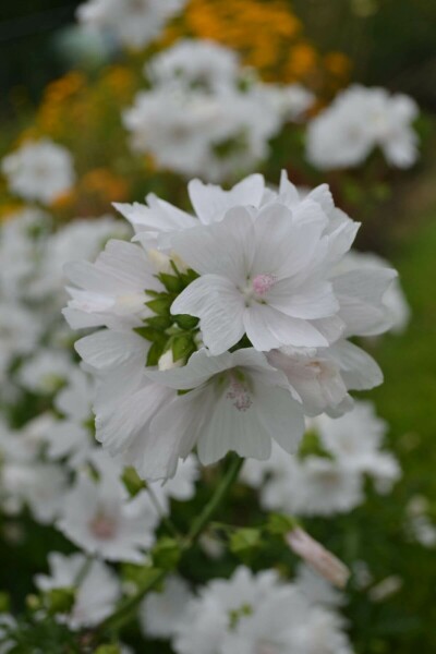 Malva moschata 'Alba' (Moschus-Malve) kaufen P9 | Heijnen Pflanzen