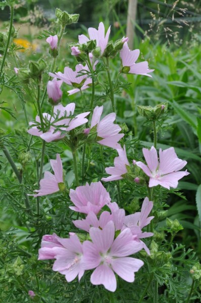 Malva moschata 'Rosea' (Moschus-Malve) kaufen P9 | Heijnen Pflanzen