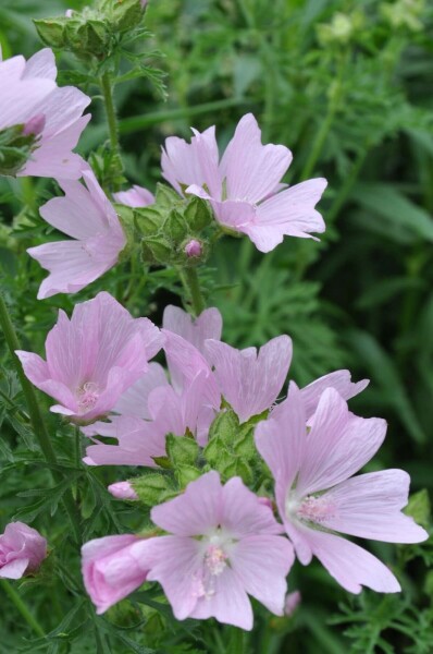 Moschus-Malve Malva moschata 'Rosea' 5-10 Topf 9x9 cm (P9) | Heijnen ...