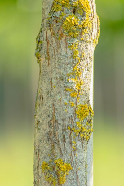 Golden Trompetenbaum (Catalpa 'Aurea') Hochstamm kaufen | Heijnen Pflanzen
