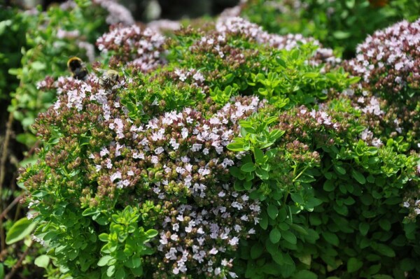 Origanum vulgare 'Compactum' (Oregano) kaufen P9 | Heijnen Pflanzen
