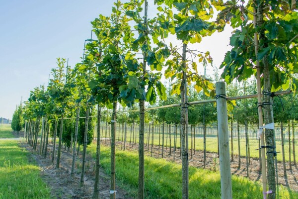 Quercus dentata Hochstamm | 〇 14-16 | Heijnen Pflanzen