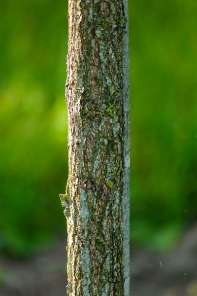 Quercus dentata Hochstamm | 〇 14-16 | Heijnen Pflanzen