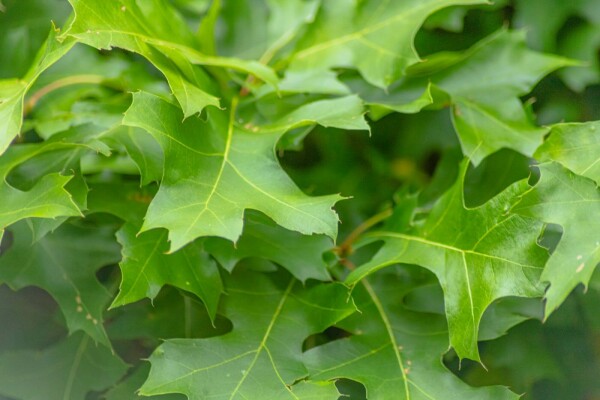Quercus pal. 'Green Dwarf' Hochstamm | 〇 6-8 | ↑180 | Heijnen Pflanzen