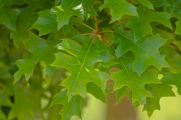Quercus pal. 'Green Dwarf' Hochstamm | 〇 6-8 | ↑180 | Heijnen Pflanzen