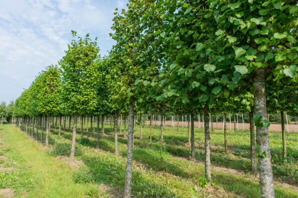 Kaiserlinde (Tilia europaea 'Pallida') Spalierbaum kaufen | Heijnen ...