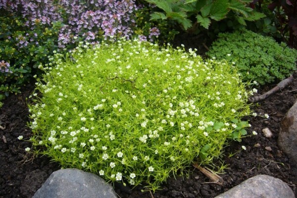 Sternmoos Sagina subulata 5-10 Topf 9x9 cm (P9) | Heijnen Pflanzen