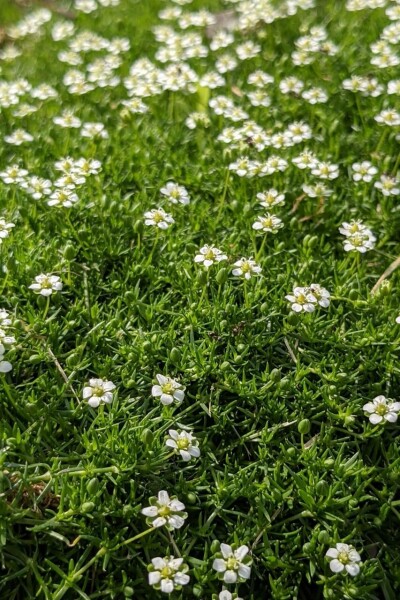 Sagina subulata (Sternmoos) kaufen P9 | Heijnen Pflanzen