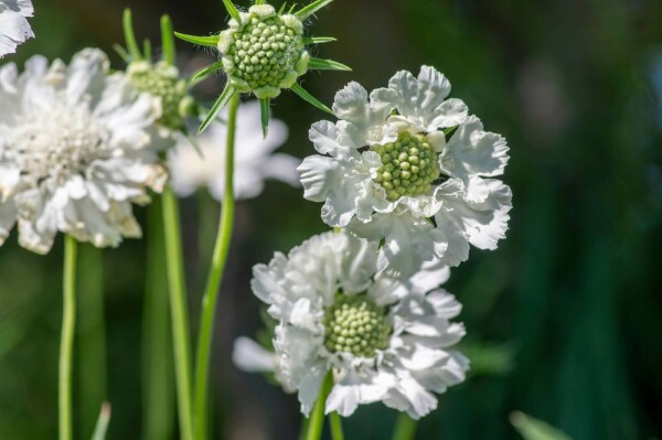 Scabiosa caucasica 'Perfecta Alba' (Skabiose) kaufen P9 | Heijnen Pflanzen