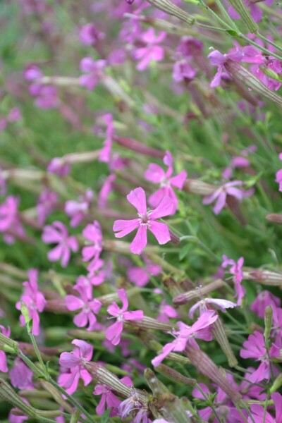 Silene schafta 'Splendens' (Herbst-Leimkraut) kaufen P9 | Heijnen Pflanzen