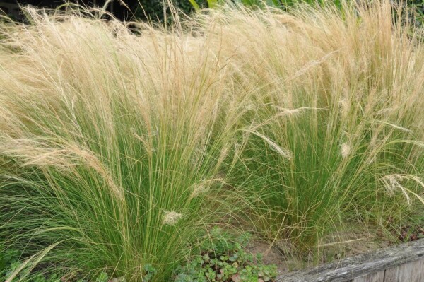 Stipa tenuissima 'Ponytails' (Zartes Federgras) kaufen | Heijnen Pflanzen