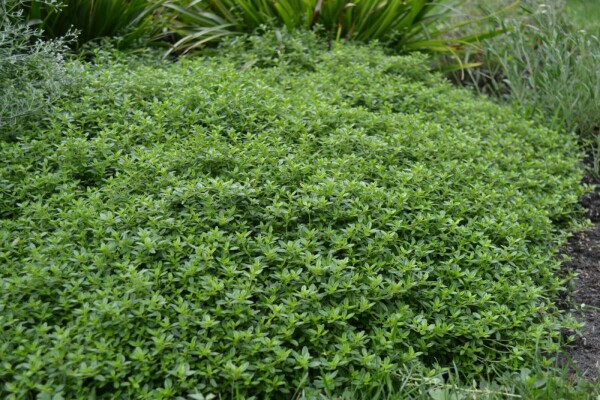 Thymus citriodorus 'Aureus' (Gold-Thymian) kaufen P9 | Heijnen Pflanzen