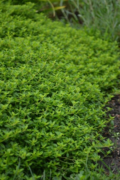 Thymus citriodorus 'Aureus' (Gold-Thymian) kaufen P9 | Heijnen Pflanzen