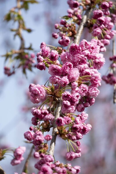 Prunus 'Kiku-shidare-zakura' Trauerförmig | â 10-12 | â 180 | Heijnen ...