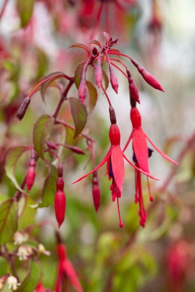 Fuchsia magellanica 'Riccartonii' (Fuchsie) kaufen P9 | Heijnen Pflanzen